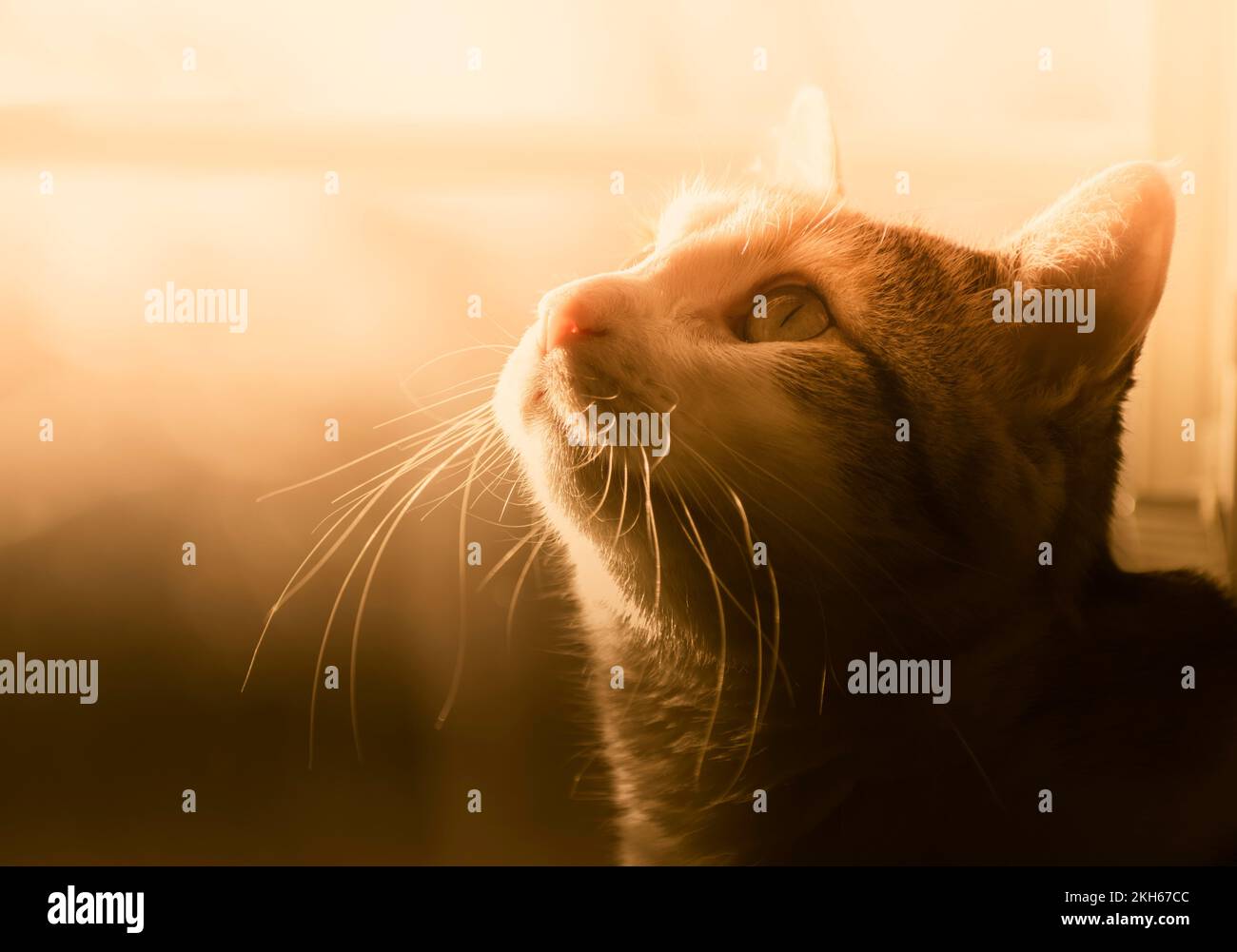 A portrait of an adorable cat with sunlight shining from behind Stock ...