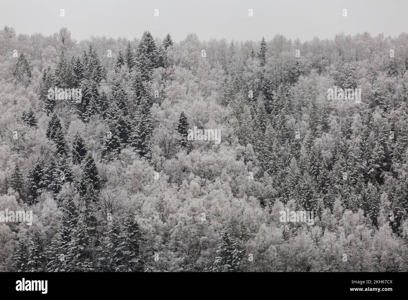 Aerial landscape of snow covered mixed pine, fir and spruce trees ...