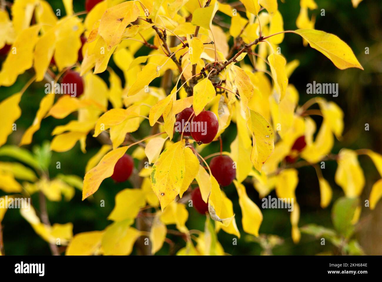 Dolgo crabapple hi-res stock photography and images - Alamy