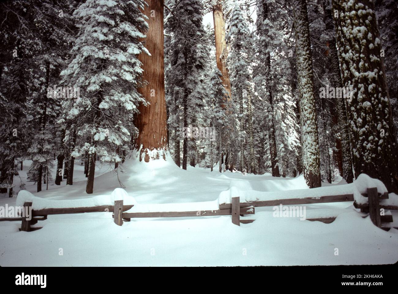 Sequoia & Kings Canyon National Park. CA. USA. 2/1985. The General ...