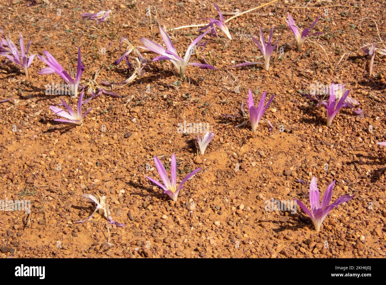 The feathery Spanish late crocus (Crocus serotinus) spreads even on ...