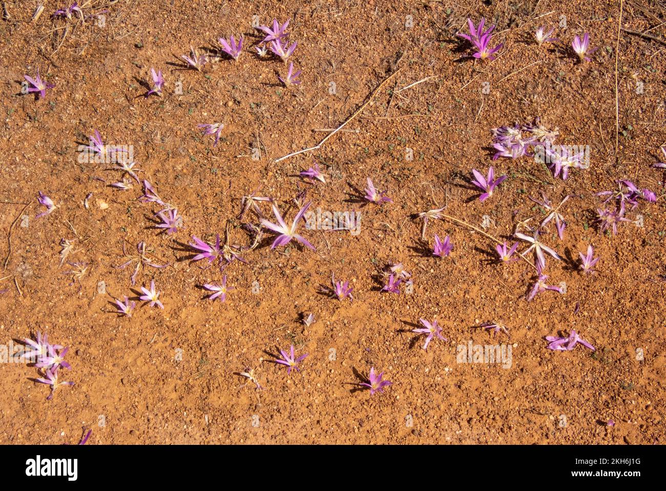 The feathery Spanish late crocus (Crocus serotinus) spreads even on ...