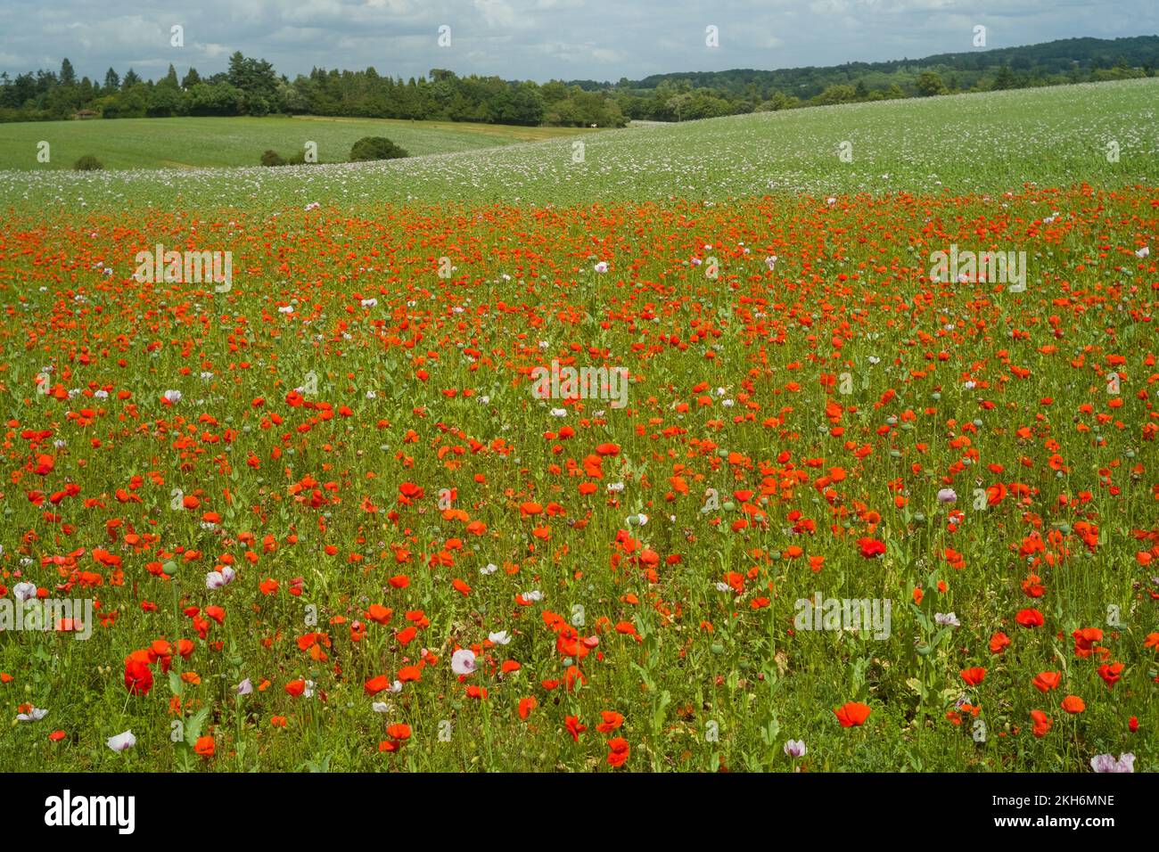 A mixed field of pink and red poppies, Papaver rhoeas and Papaver ...