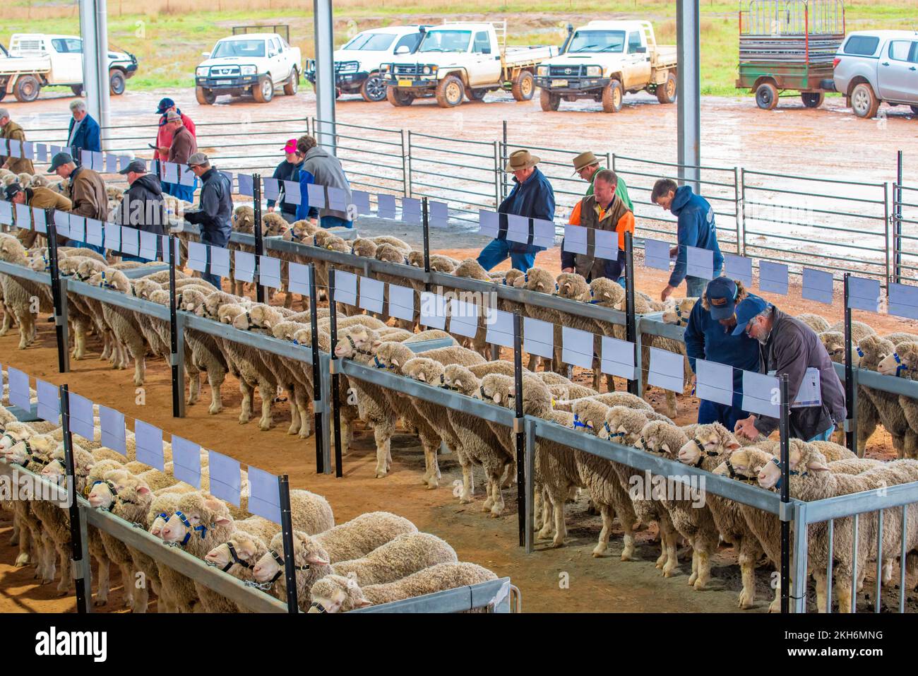 High quality australian bred sheep hi-res stock photography and images ...