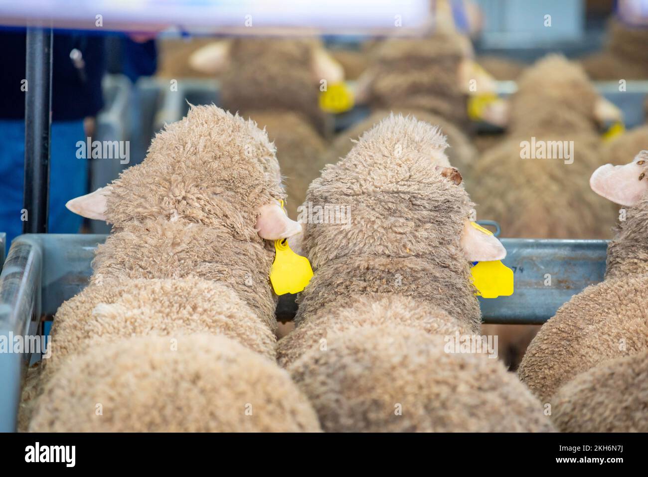 Lana merino hi-res stock photography and images - Alamy