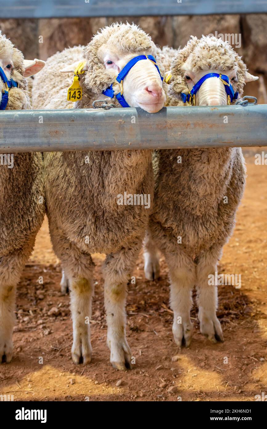 Poll Merino rams at an auction at Bella Lana stud farm near Wellington ...