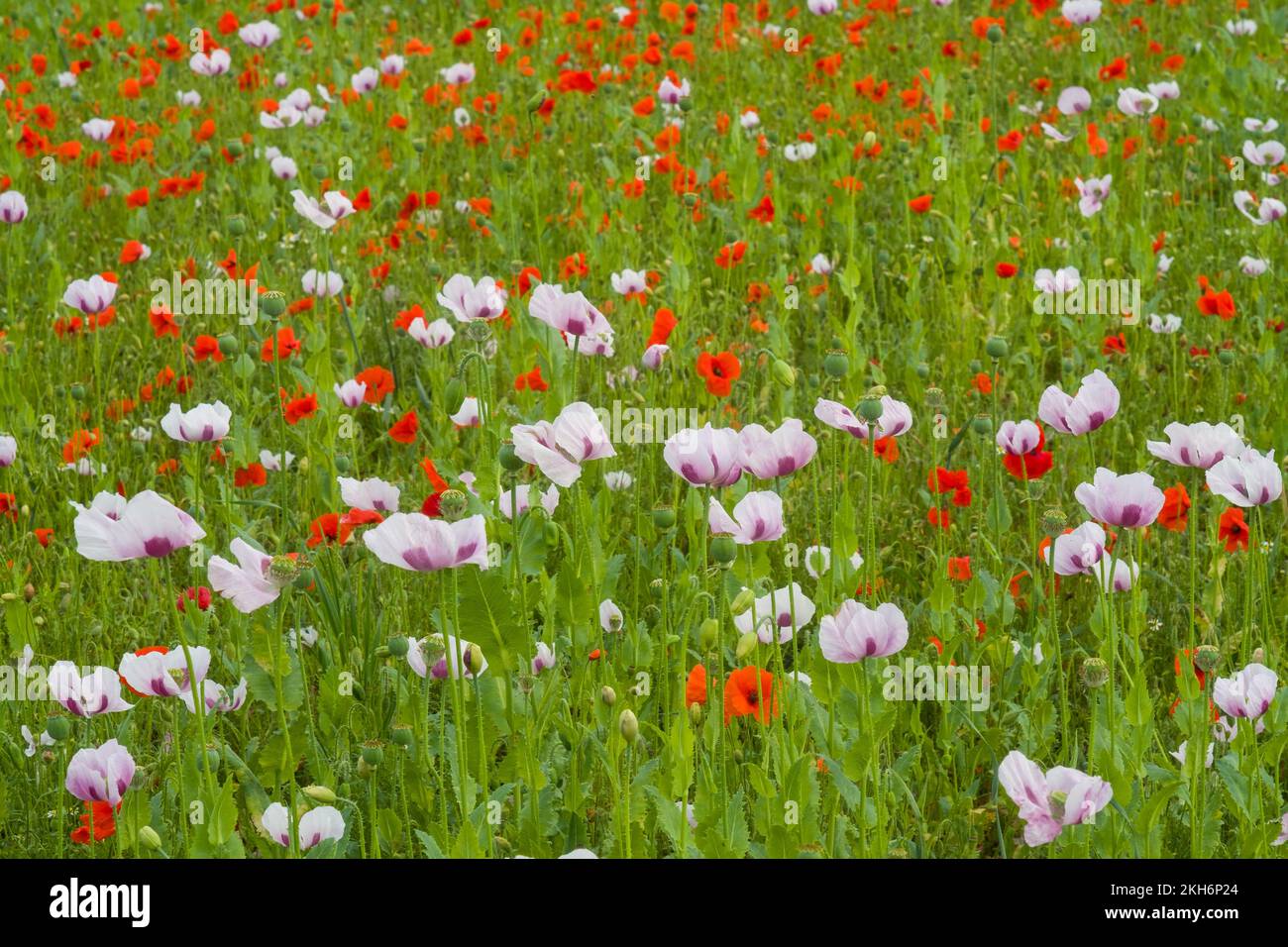 A mixed field of pink and red poppies, Papaver rhoeas and Papaver ...