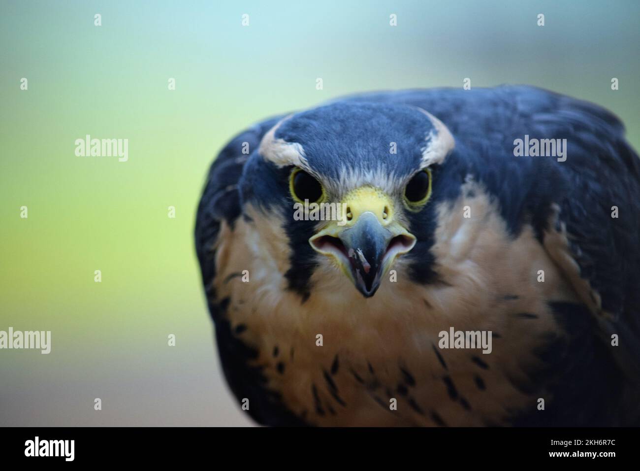 A portrait of a falcon Stock Photo - Alamy