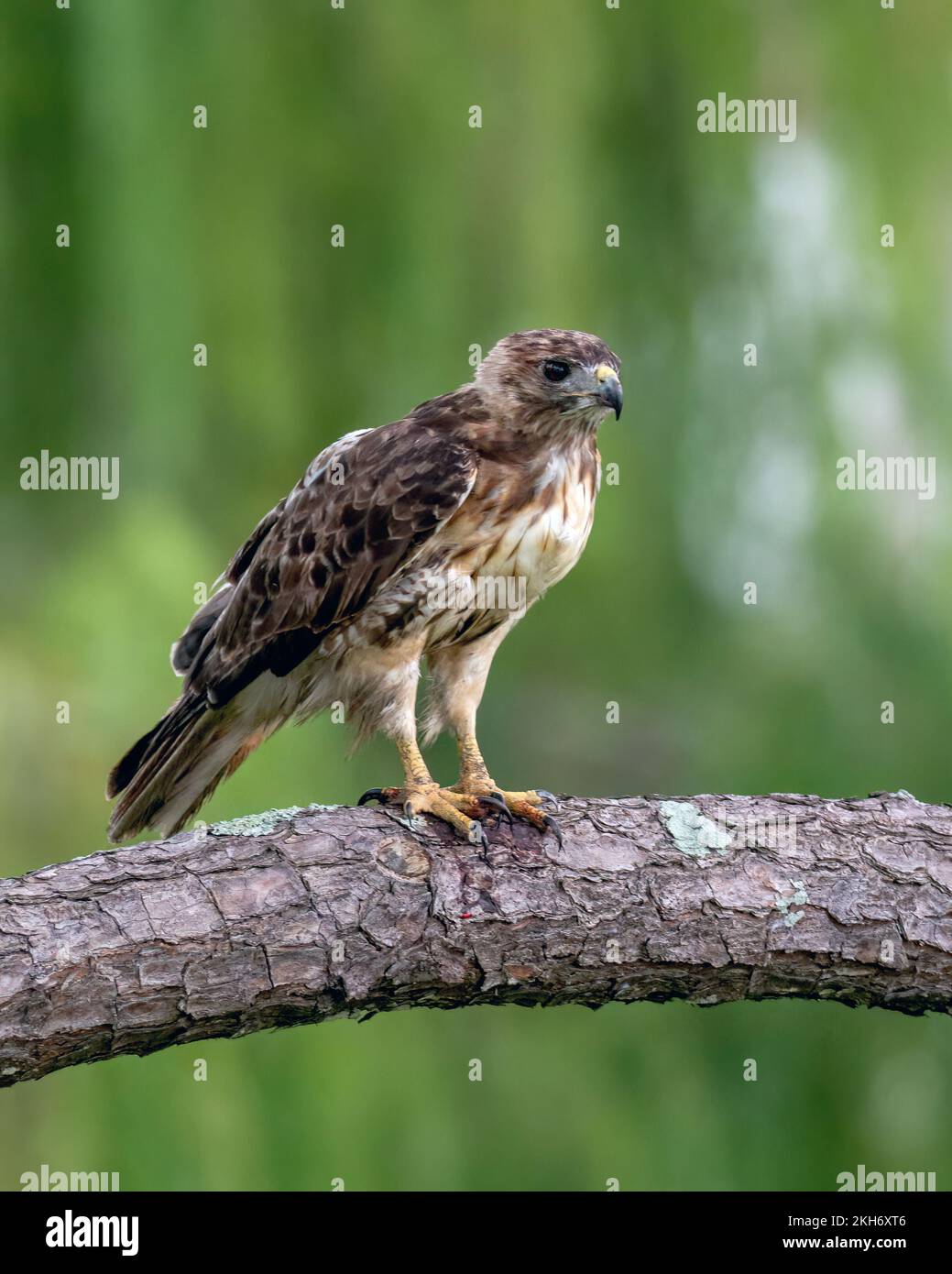A closeup shot of the hawk perched on a tree branch Stock Photo - Alamy