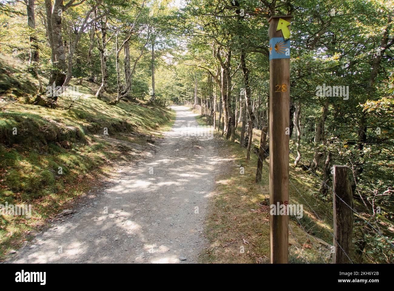 In the quiet woods: a shadowy path on the St. James Way en route to ...