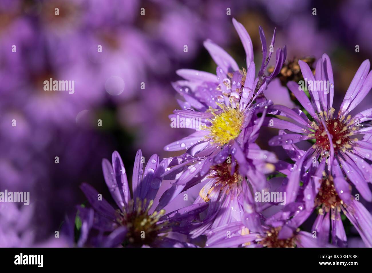 Purple flowering asters are wetted with water drops after the rain ...