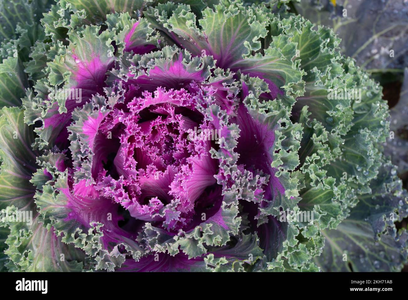 Ornamental cabbage winter hi-res stock photography and images - Alamy