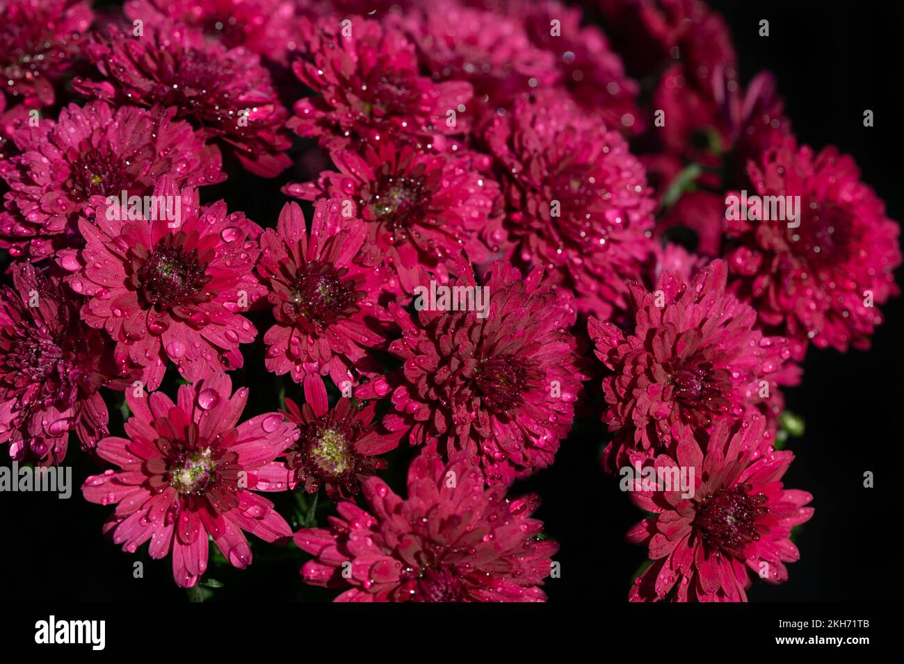 Close up and background of red flowering asters growing side by side ...