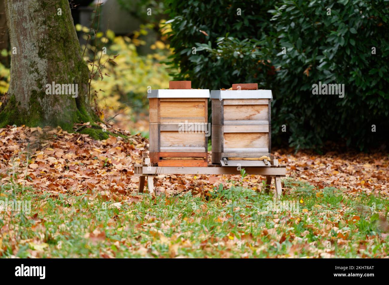 a beehive under atree on an autumn meadow with autumn leaves Stock ...