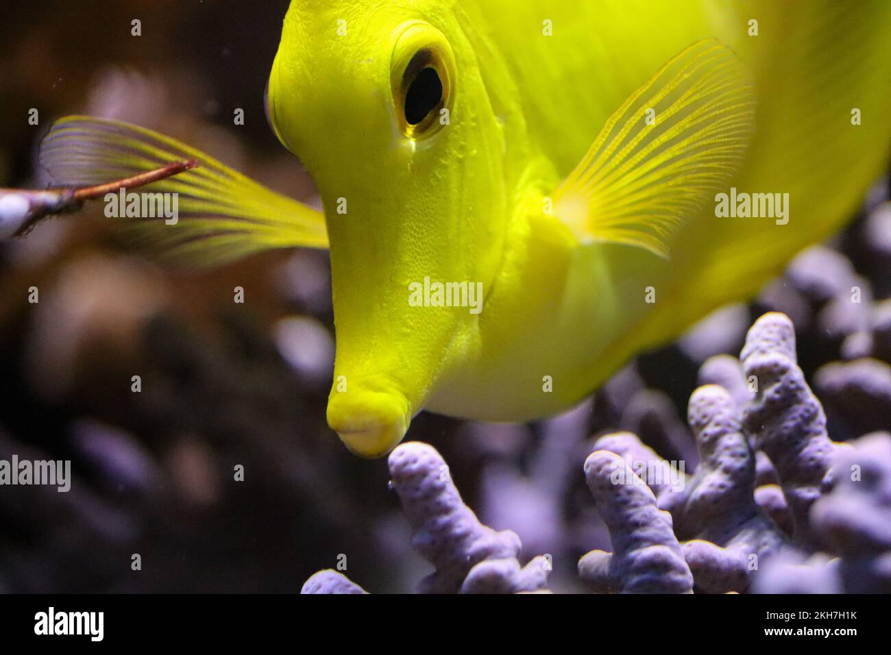A closeup of a yellow tang (Zebrasoma flavescens) fish swimming in a ...