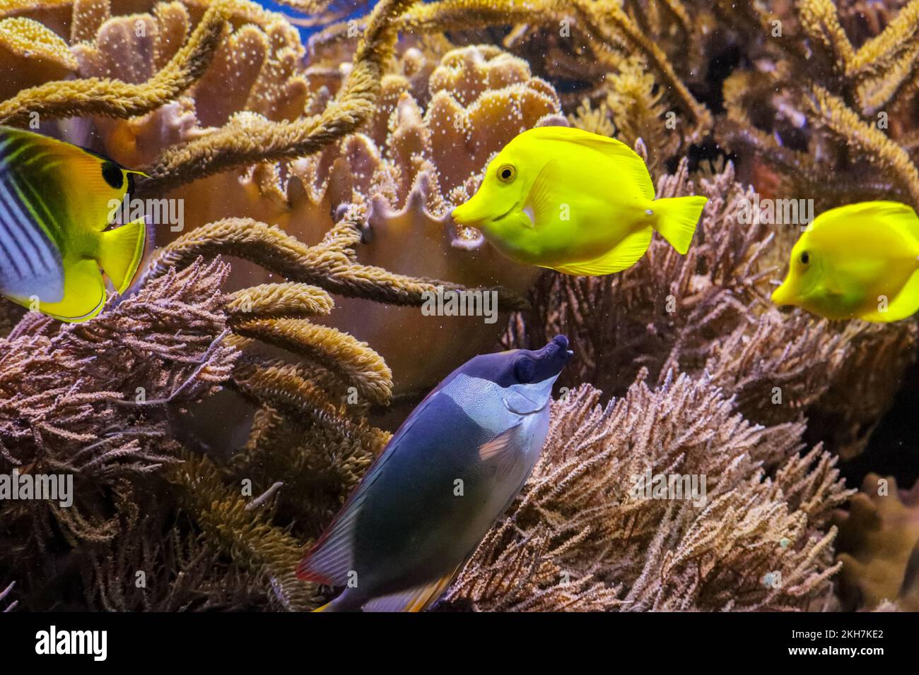 A Magnificent rabbitfish (Siganus magnificus) and yellow tang ...