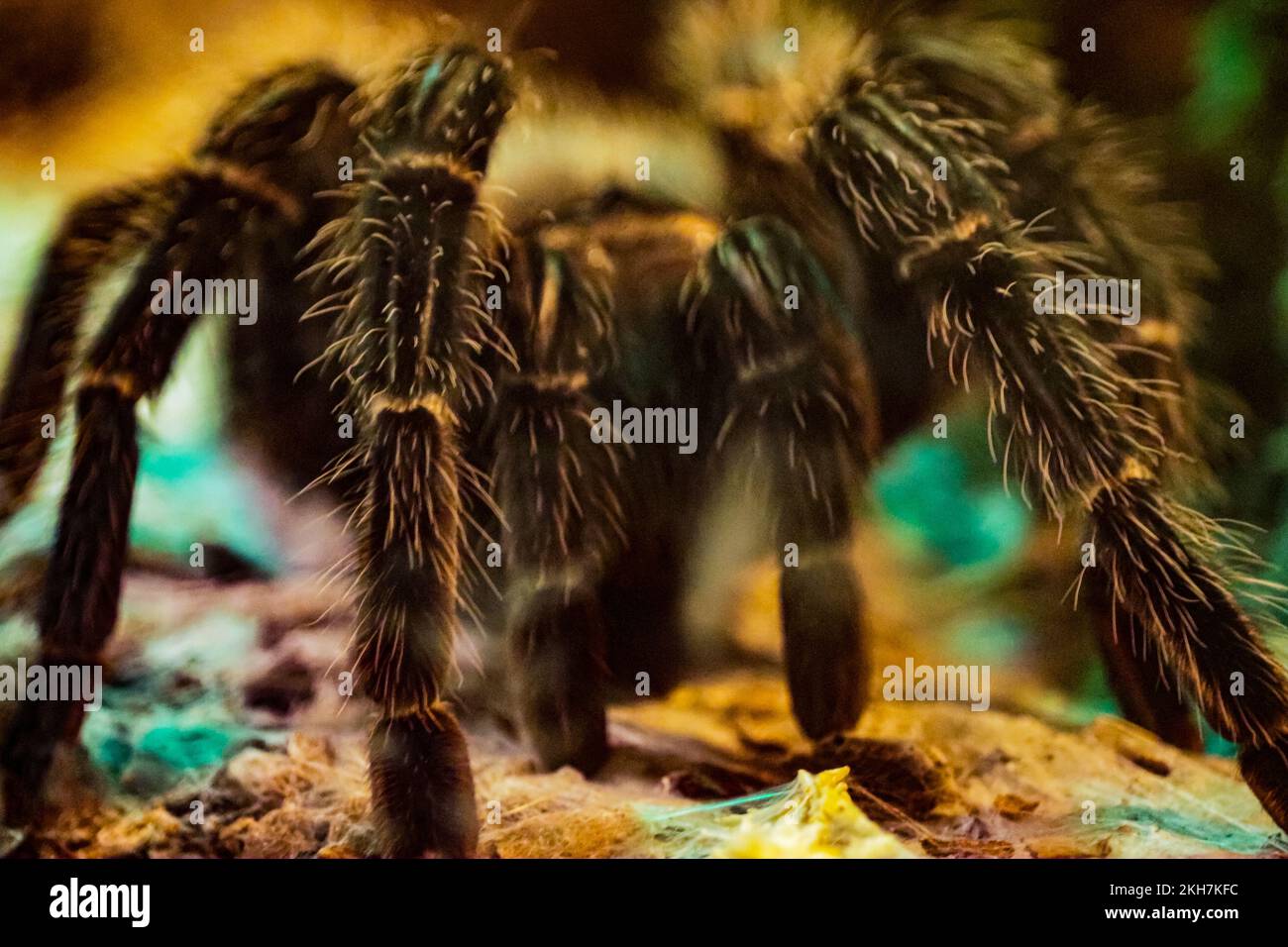 A closeup of a curlyhair tarantula (Tliltocatl albopilosus) legs Stock ...
