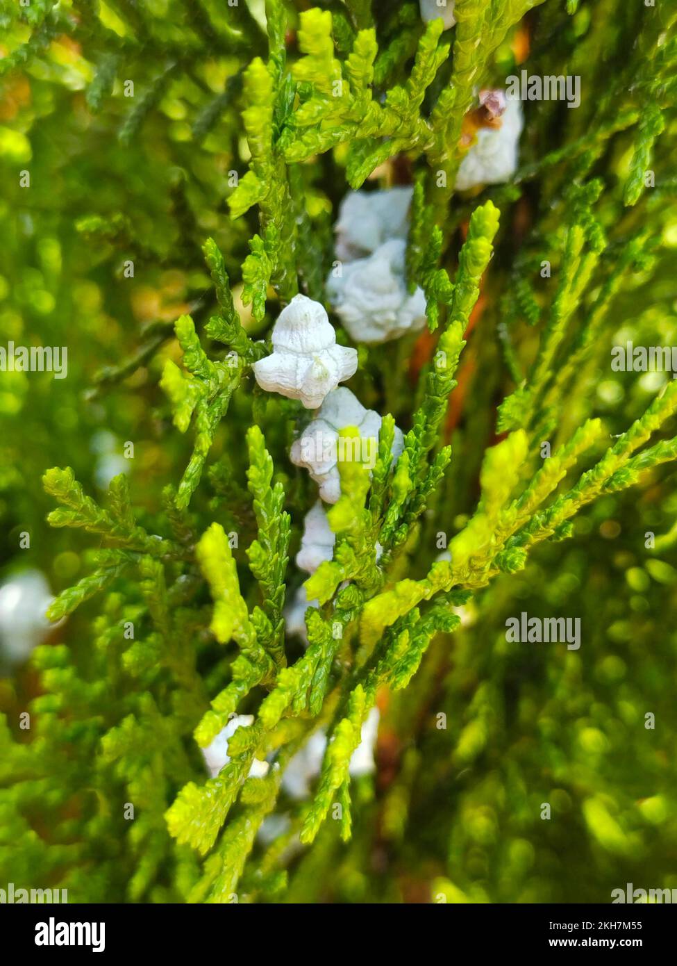 A vertical shot of immature seed cones cones on a platycladus tree ...