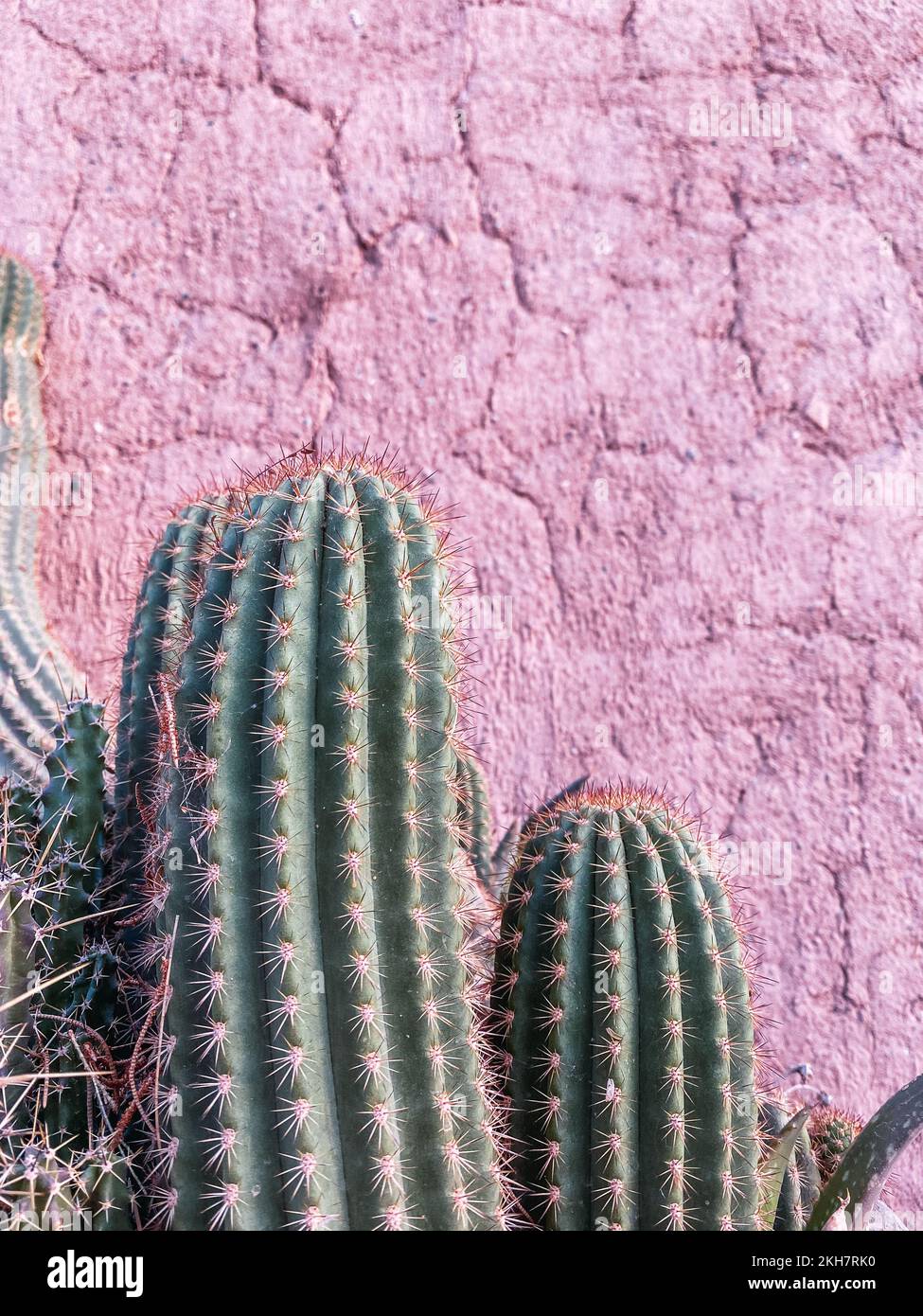 A vertical shot of big cactuses on the background of an adobe red wall ...