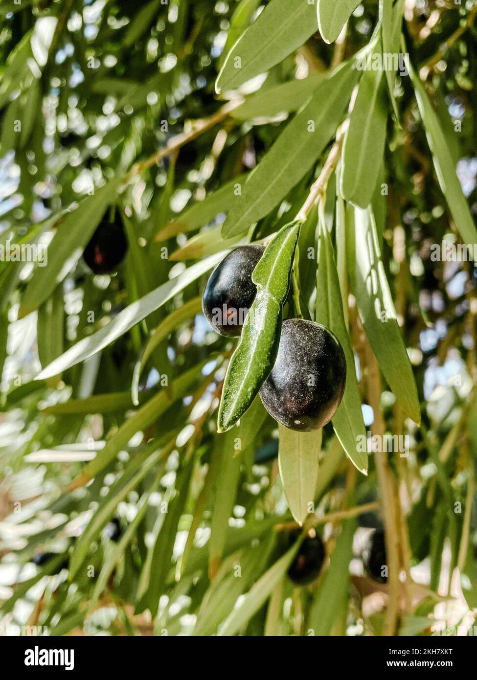 A closeup of black olives hanging on the olive tree Stock Photo - Alamy