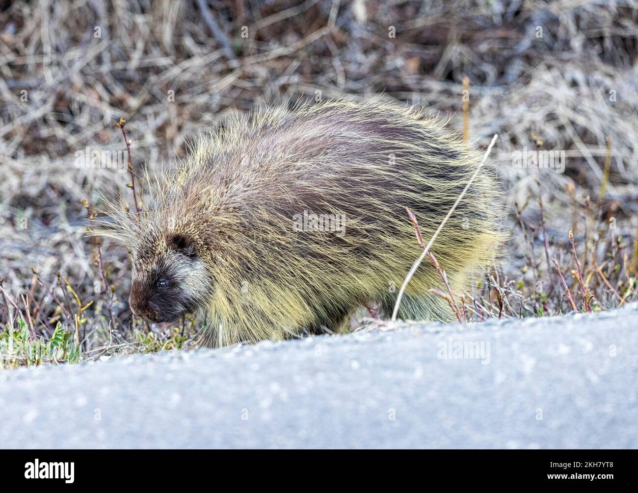 A shallow focus of an angry porcupine smelling the snow covered ground ...