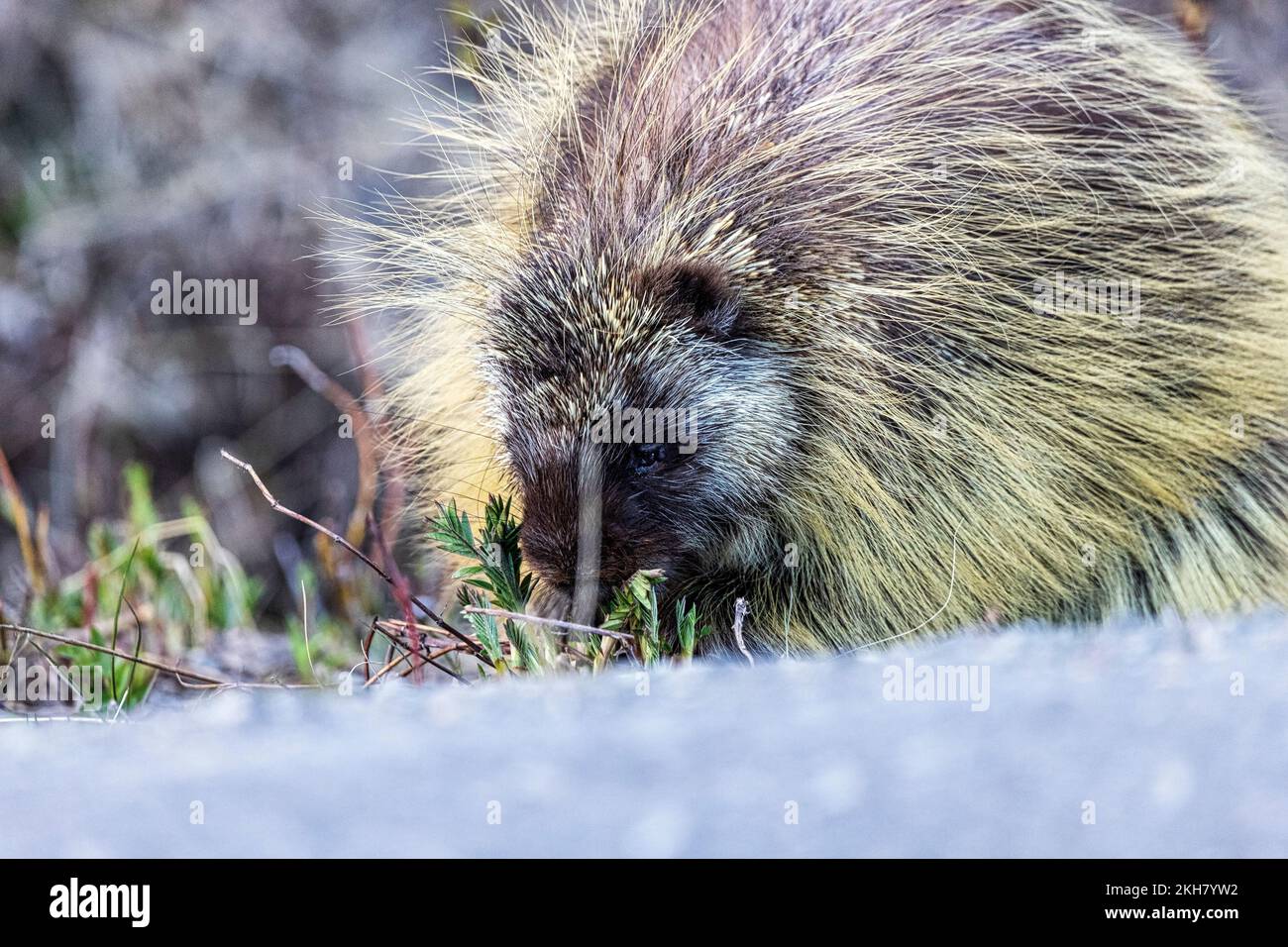 A shallow focus of an angry porcupine smelling the snow covered ground ...