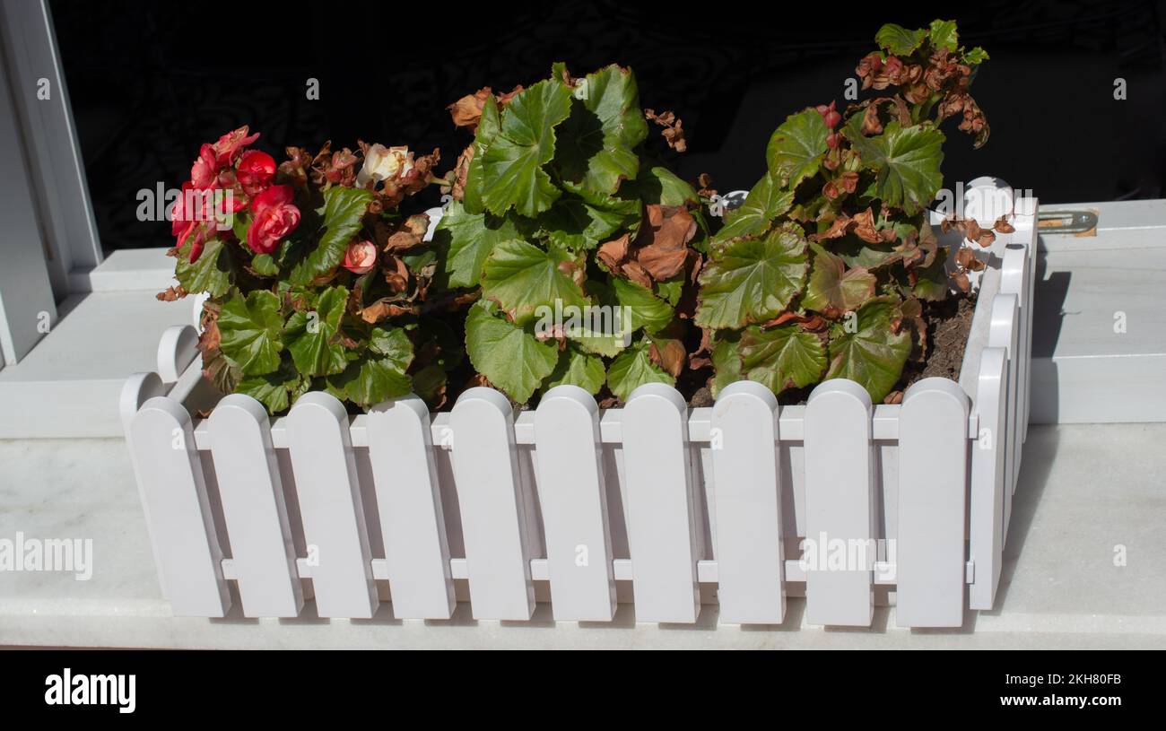 Blooming flowers make a floral background texture Stock Photo - Alamy