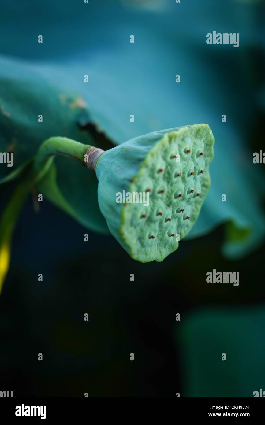 A vertical shot of the lotus pod Stock Photo - Alamy