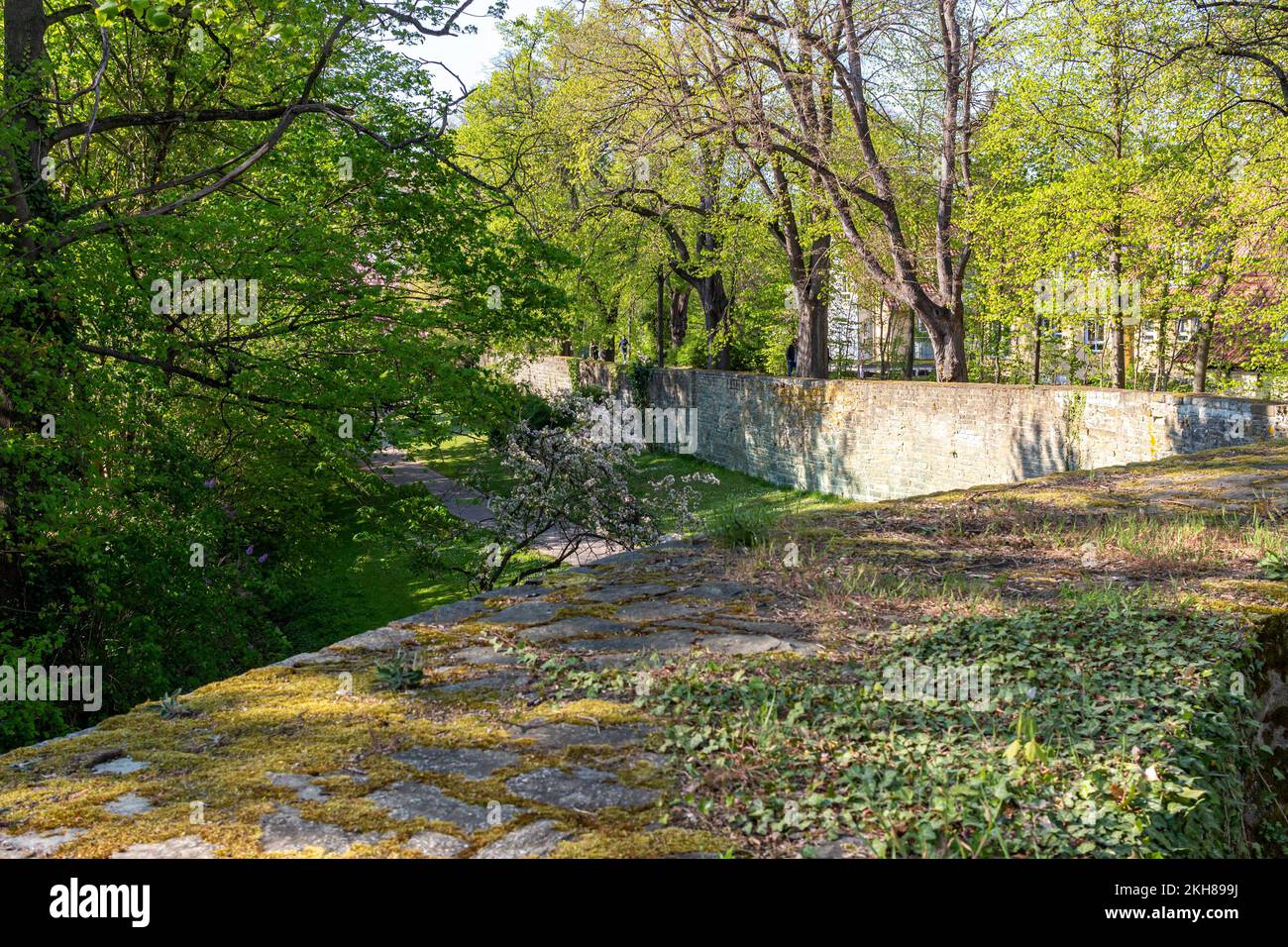 A beautiful view of a path surrounded by an evergreen trees in a park ...