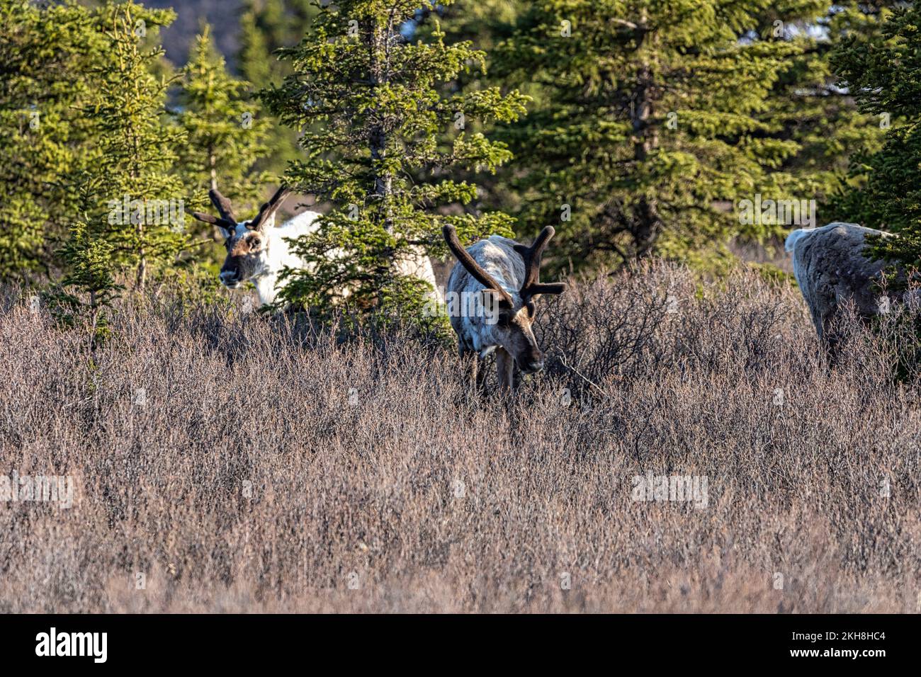 A herd of caribous grazing in a dry field in Denali National Park ...