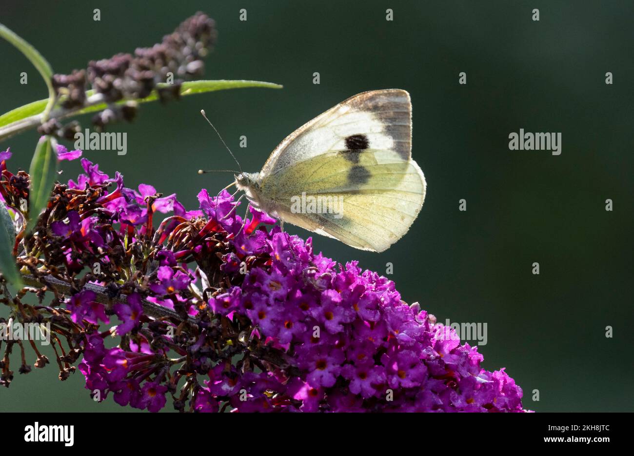 Large White Butterfly (Pieris brassicae), Cheshire, England, UK Stock ...