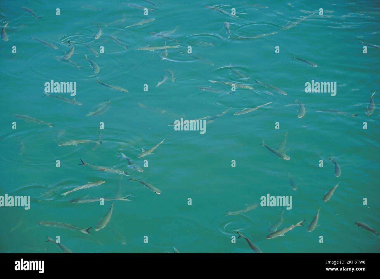 Tropical fish cabo san lucas hi-res stock photography and images - Alamy