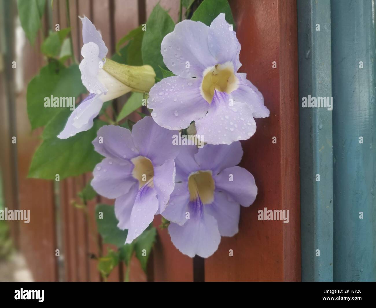 creeping thunbergia grandiflora vine flower Stock Photo - Alamy