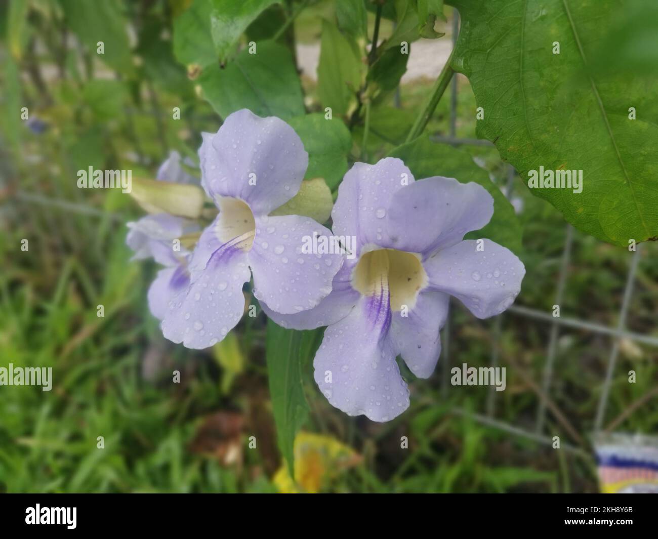 creeping thunbergia grandiflora vine flower Stock Photo - Alamy
