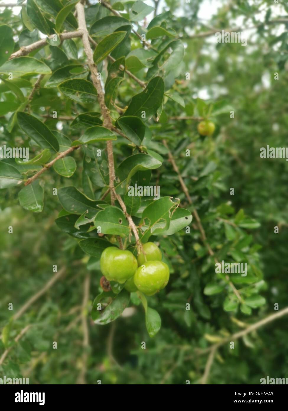 wild malgighia glabra plant bearing fruits Stock Photo - Alamy