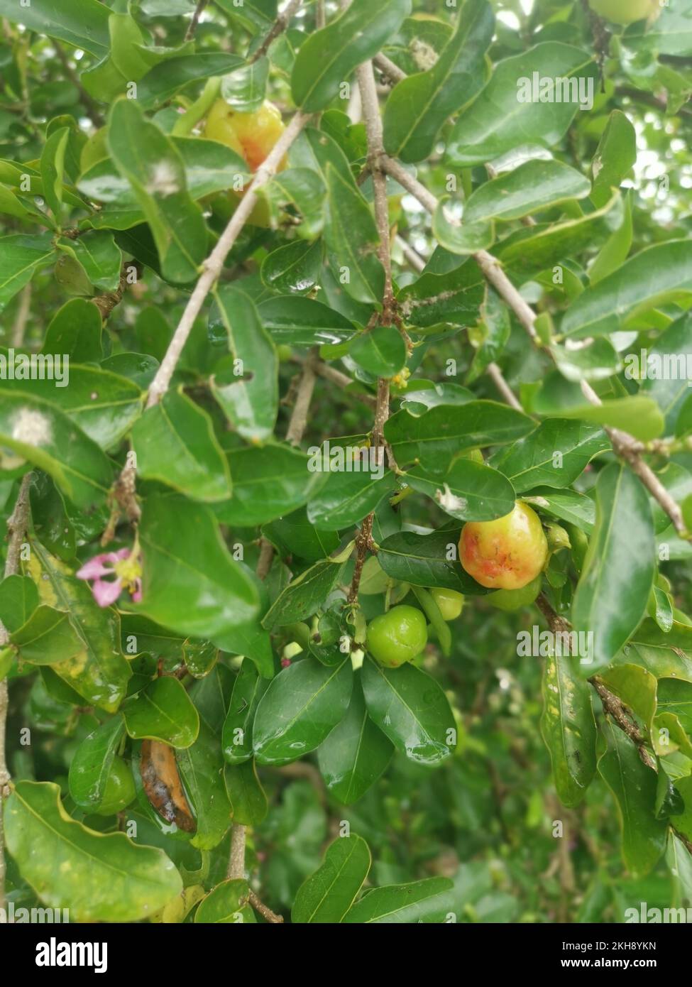 wild malgighia glabra plant bearing fruits Stock Photo - Alamy