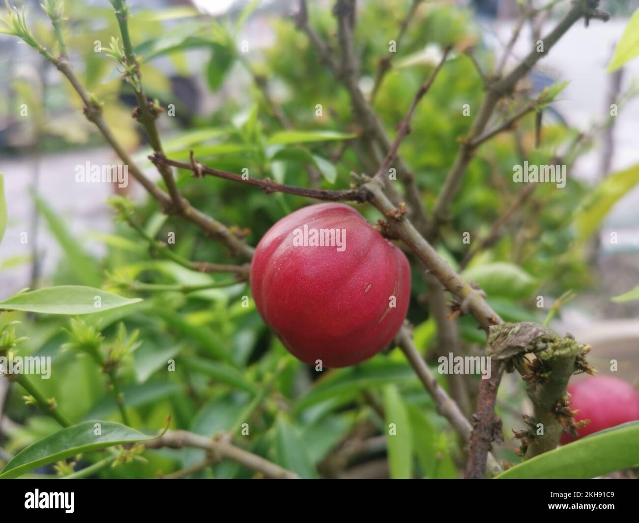 the phaleria macrocarpa fruit houseplant Stock Photo - Alamy