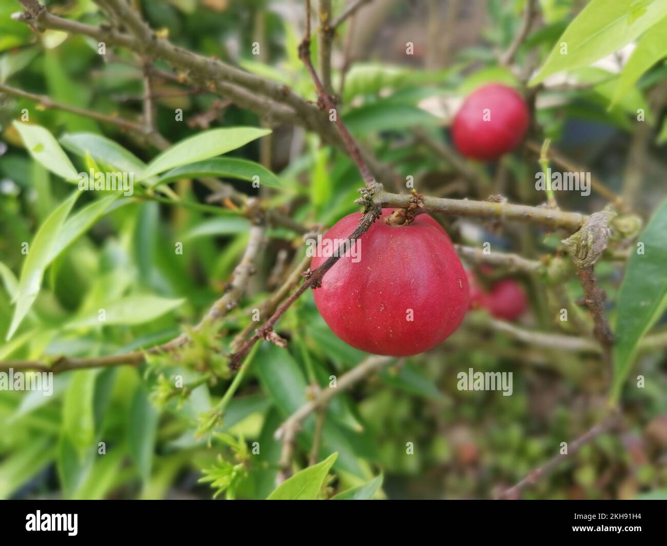 the phaleria macrocarpa fruit houseplant Stock Photo - Alamy