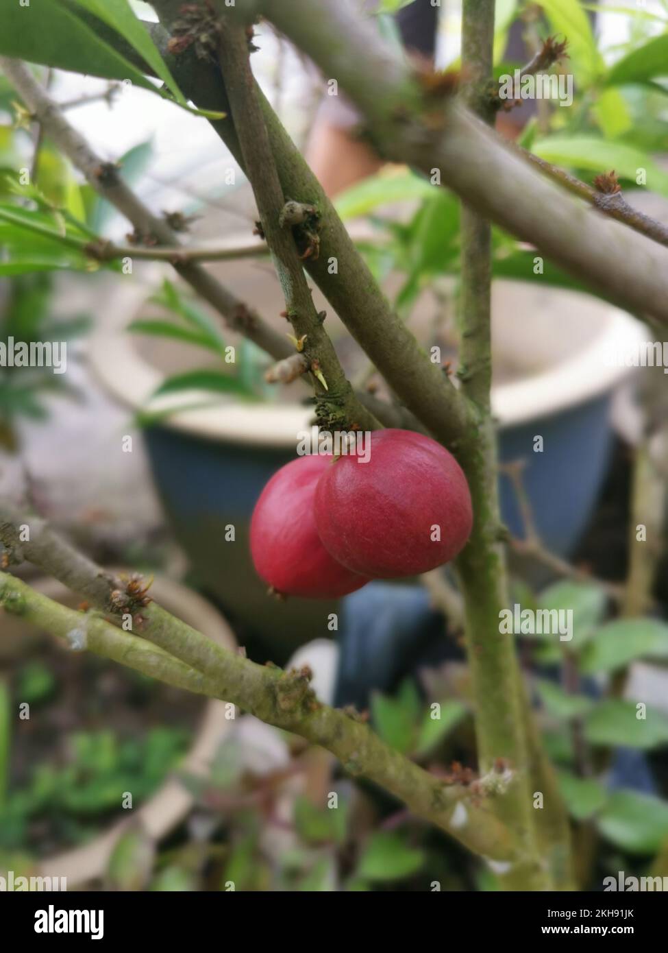 the phaleria macrocarpa fruit houseplant Stock Photo - Alamy