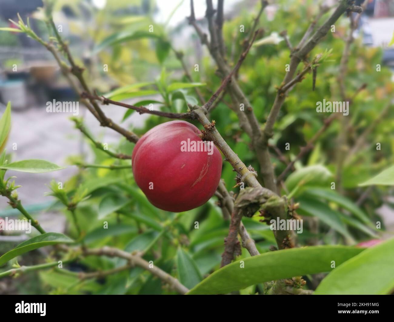 the phaleria macrocarpa fruit houseplant Stock Photo - Alamy