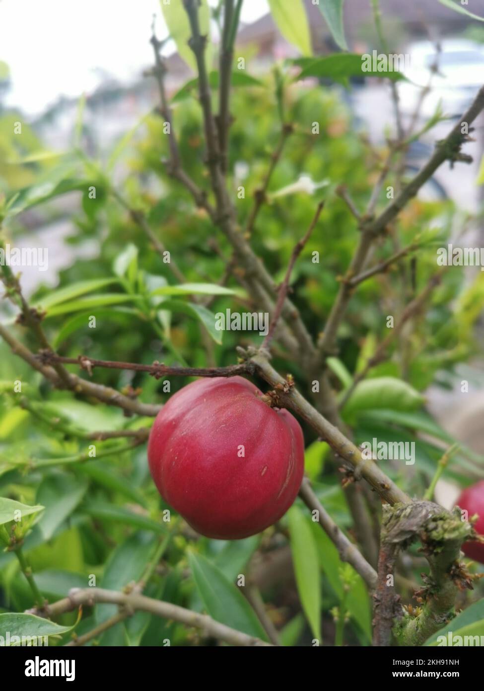 the phaleria macrocarpa fruit houseplant Stock Photo - Alamy
