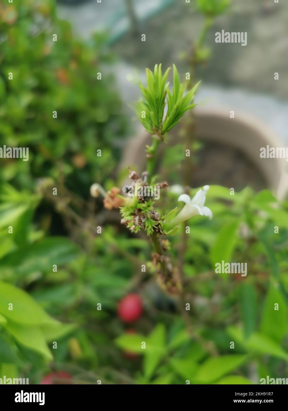 the phaleria macrocarpa fruit houseplant Stock Photo - Alamy