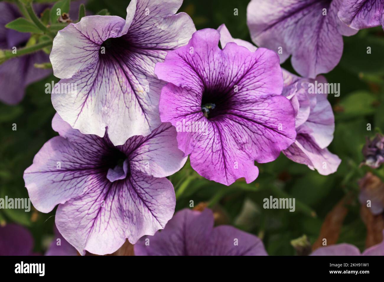 Purple petunia, of unknown variety, flowers with dark veins in a ...