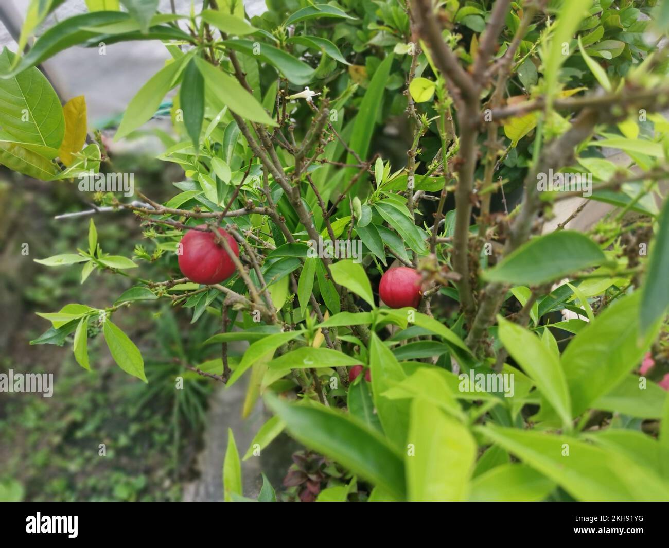 the phaleria macrocarpa fruit houseplant Stock Photo - Alamy