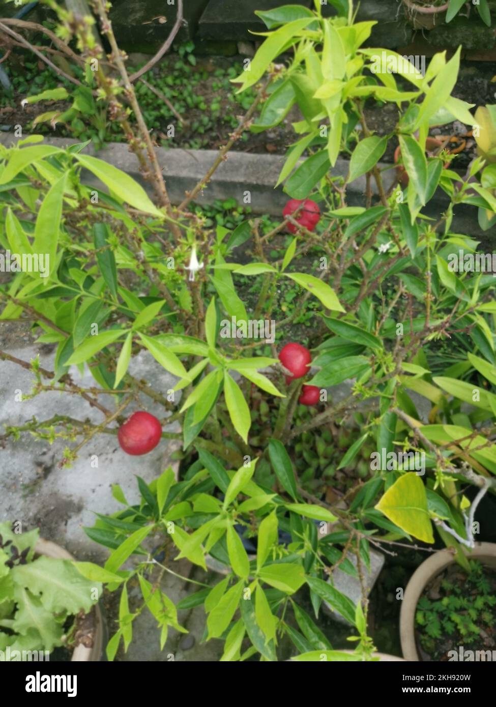 the phaleria macrocarpa fruit houseplant Stock Photo - Alamy