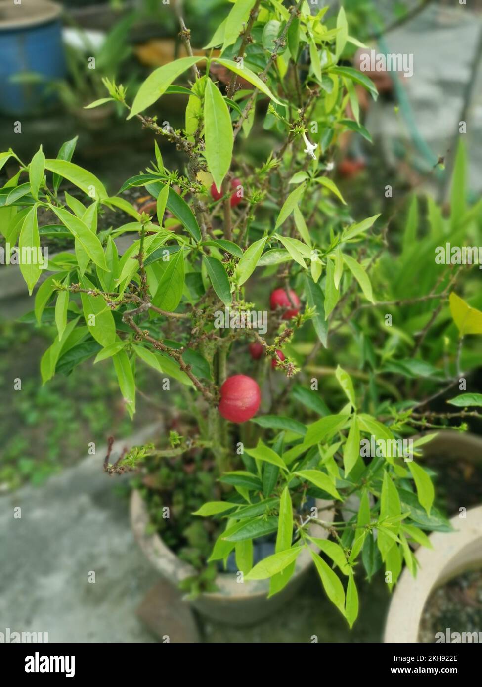 the phaleria macrocarpa fruit houseplant Stock Photo - Alamy
