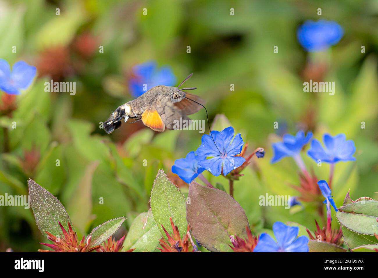 A closeup of a Hawk moth on beautiful blue Chinese Plumbago flowers in ...