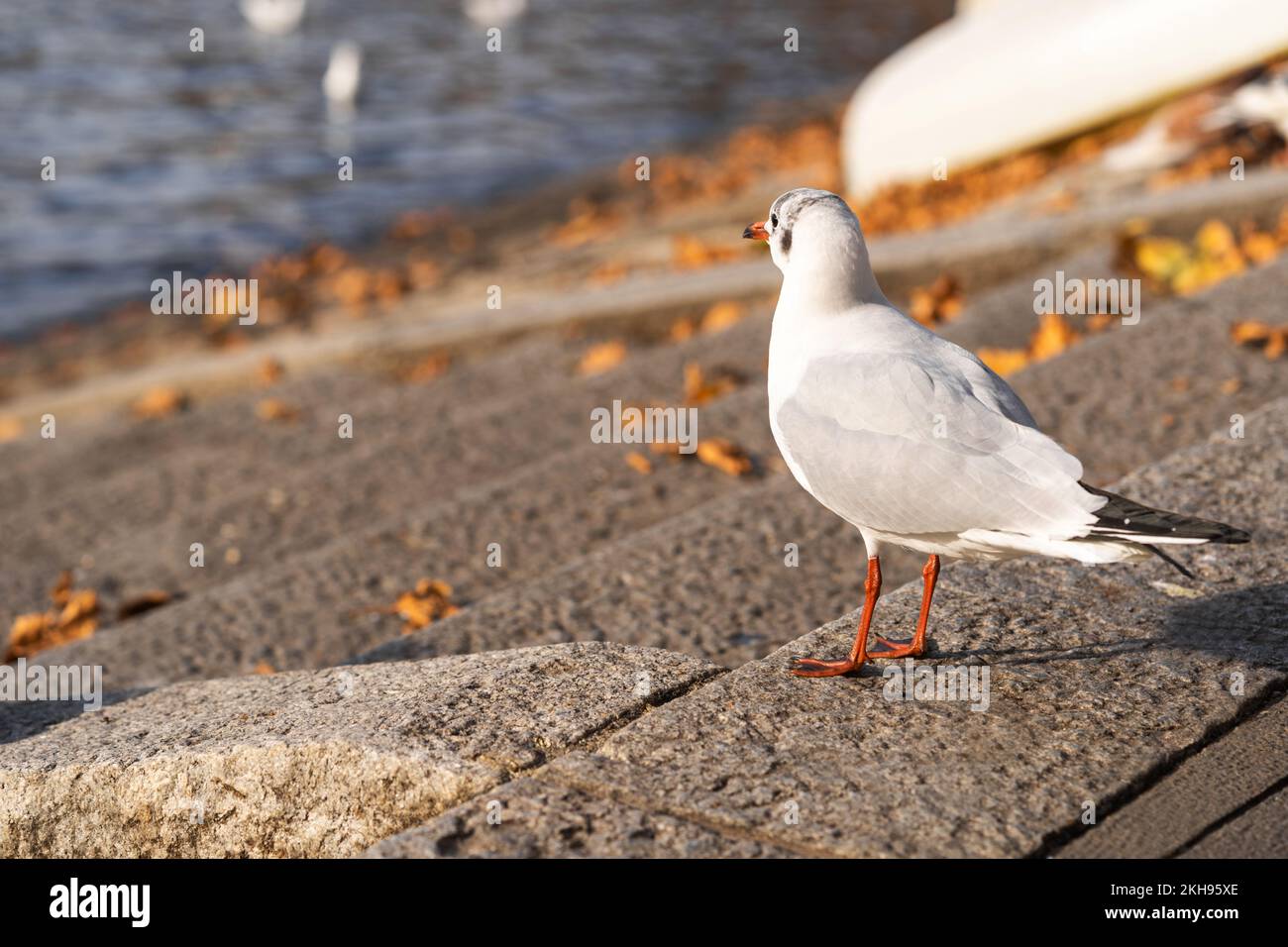 Rock dove, rock pigeon or indian pigeon, member of the bird family ...