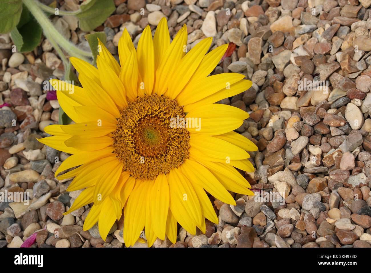 Yellow sunflower, Helianthus unknown species and variety, flower ...