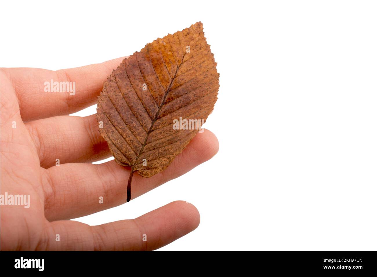 Dried leaves isolated on dark background.. Beautiful dry Green Leaves ...
